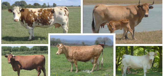 Article de l'INRAE sur le génome des races bovines locales